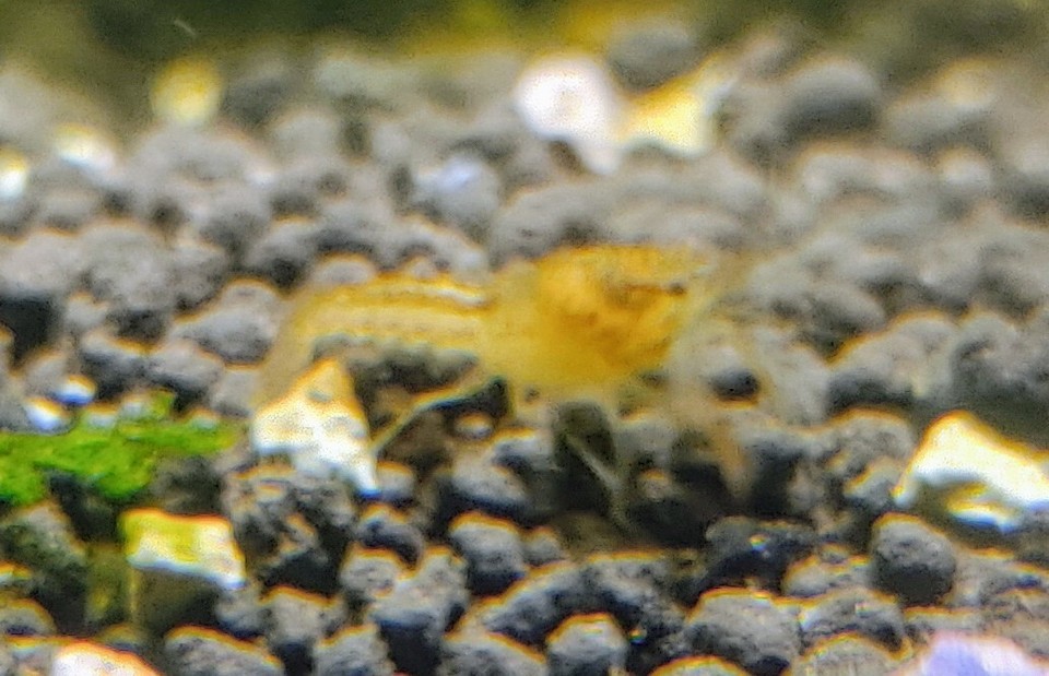 4 HYBRID SELF CLONING Brazo Dwarf crayfish ALL FEMALE aquarium invert ...