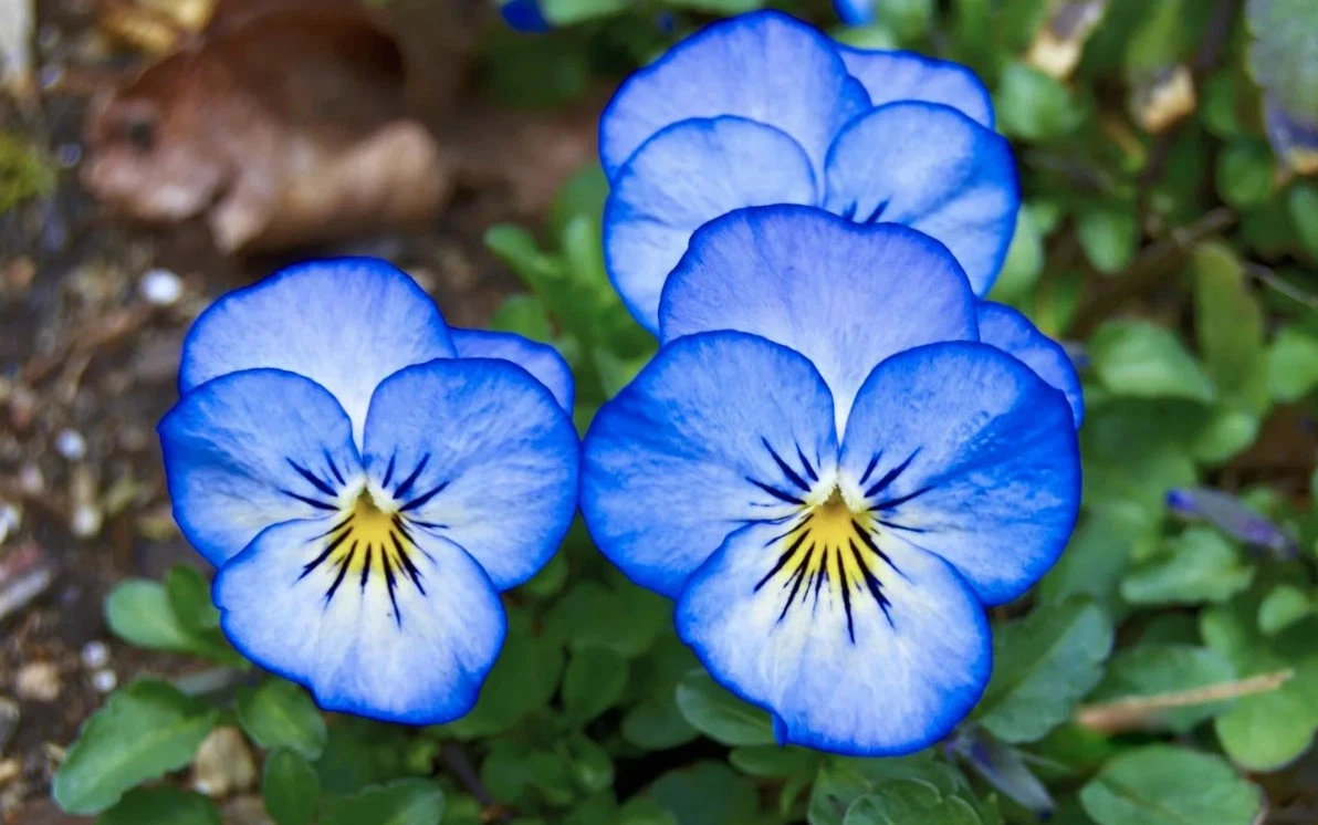 Blue Pansy Flower