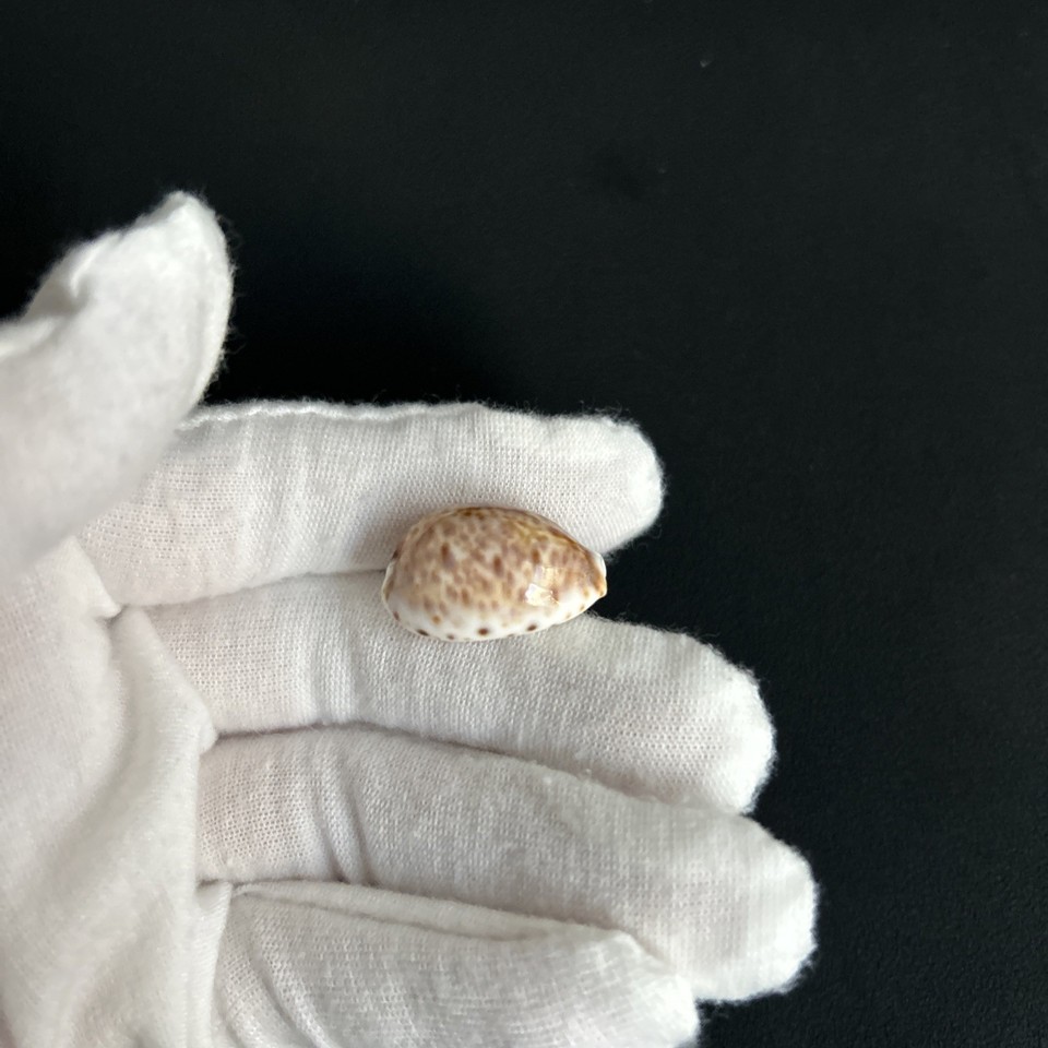 Lyncina lynx, Cypraea lynx, 22&23.1mm, French Polynesia cowrie ...