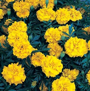 Marigold Zenith Golden Yellow 250 seeds | eBay