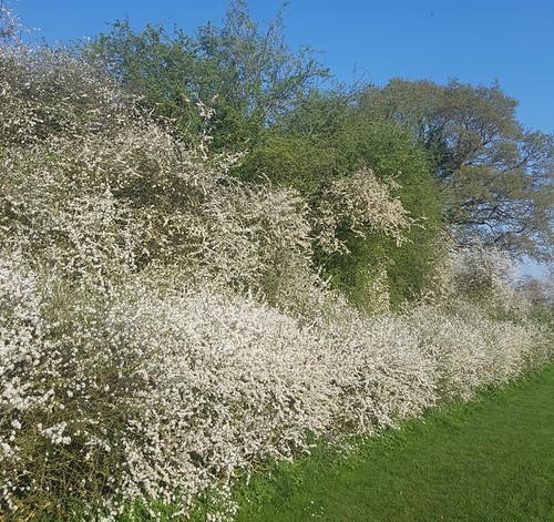 Blackthorn Hedge Plants native bare root hedging sloes - 7 sizes ...