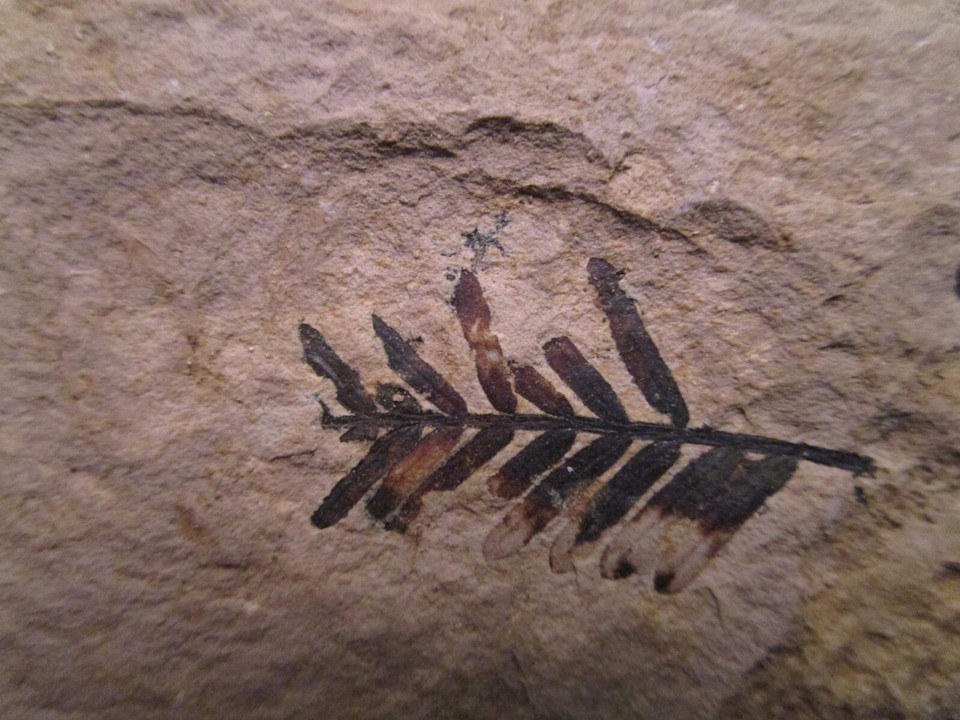 * Eocene Fossil Leaf Metasequoia Oregon State Fossil Dawn Redwood | eBay