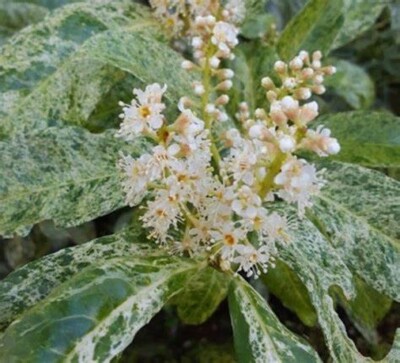PRUNUS MARBLED WHITE LAUREL PLANT EVERGREEN HEDGING TREE SHRUB IN 2LT ...
