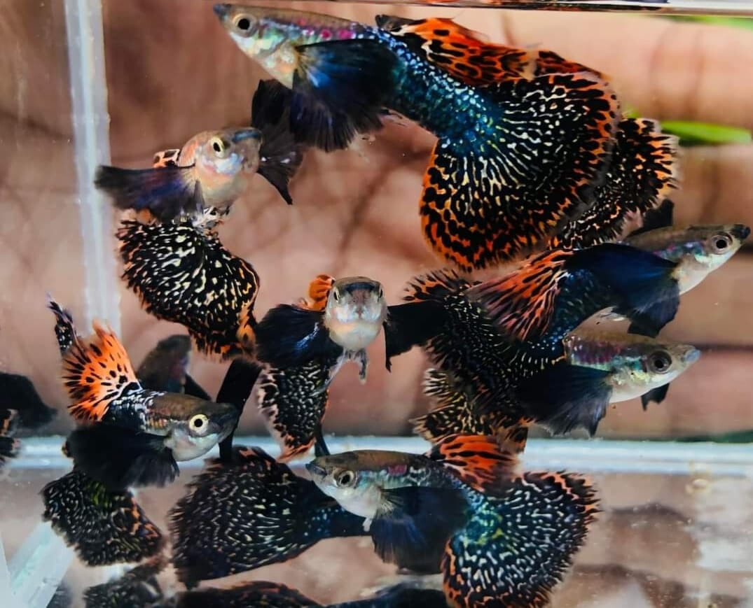1 TRIO LIVE GUPPY FISH DUMBO DARK DRAGON HIGH QUALITY USA SELLER ...