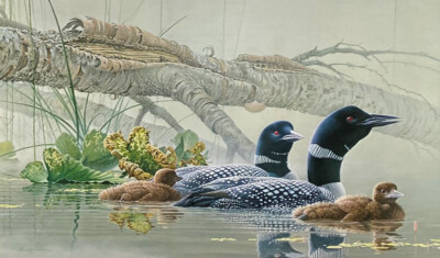 John Pitcher- Loon Alert - Common Loons - 950 S/N Limited Edition Print ...