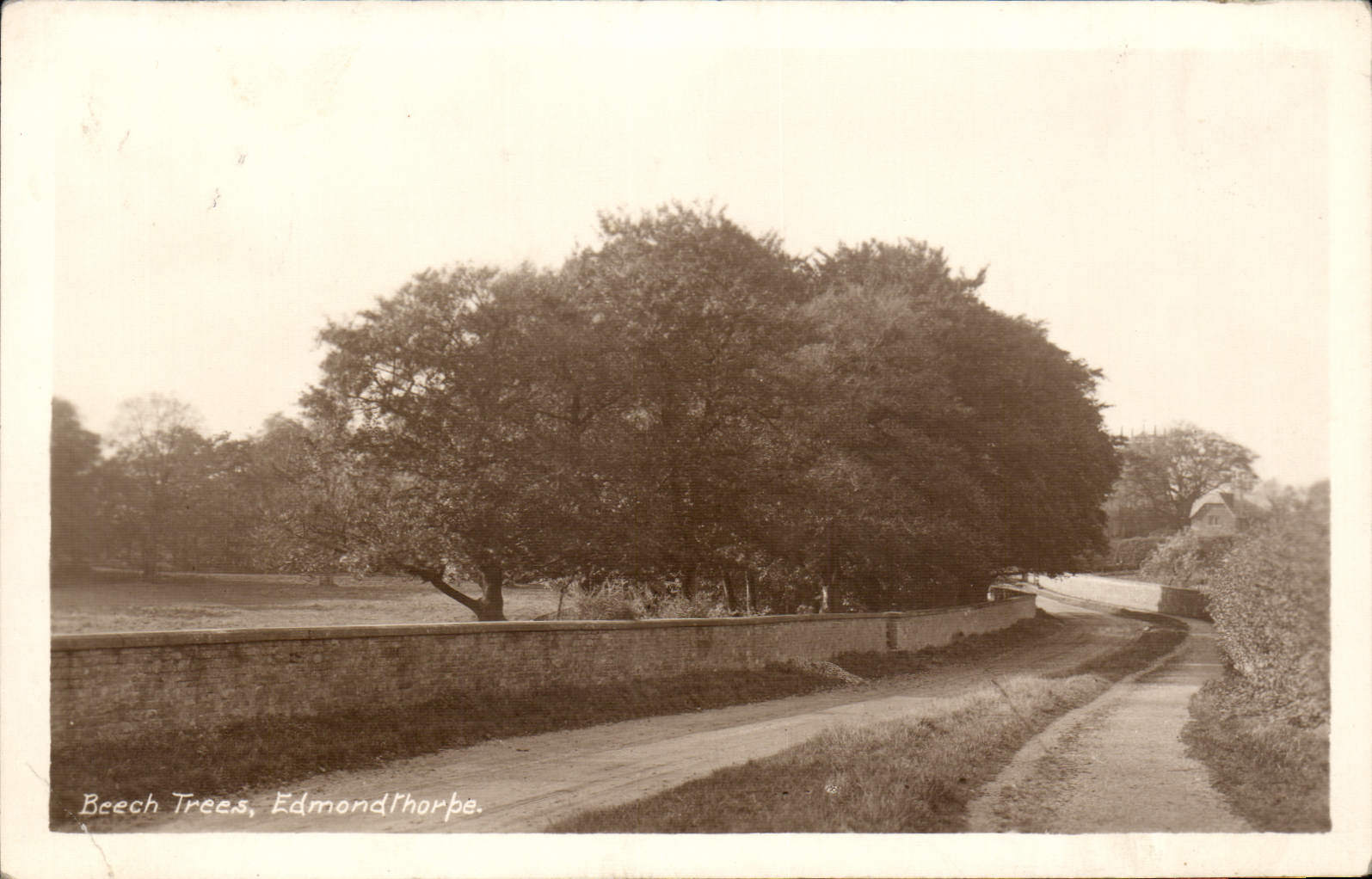 Edmondthorpe near Wymondham. Beech Trees. | eBay UK