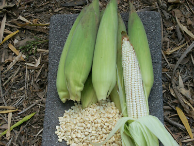 Elote Blanco Mexicano Maiz Elotero Big White Mexican Corn-on-the-Cob 60 ...