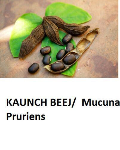 Black Kaunch Seeds Whole Mucuna Pruriens Indian Velvet Bean Konch Beej ...