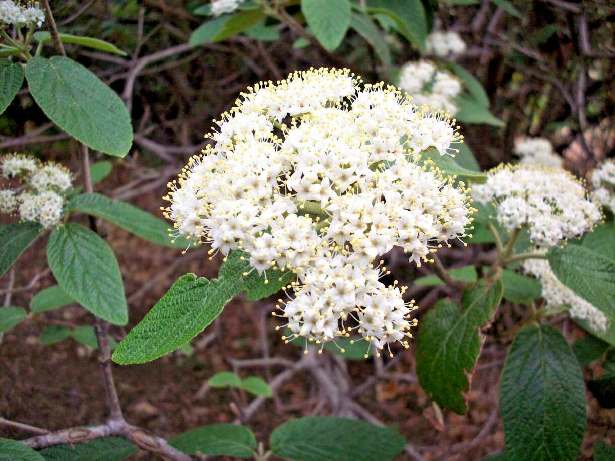 6 cuttings of Viburnum Allegheny plant, nice hardy flowering bush ...