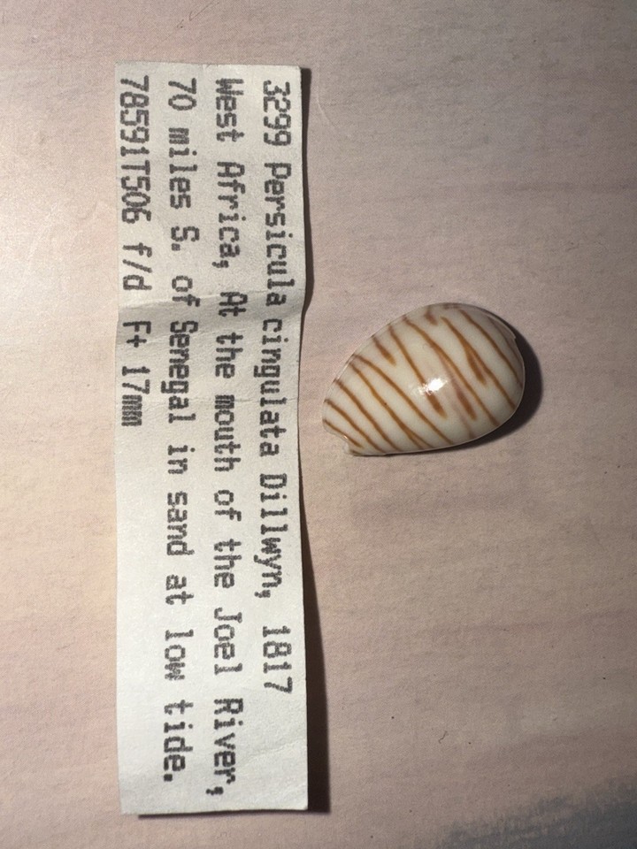 Persicula Cingulata Seashell With Full Collection Data F+ | eBay