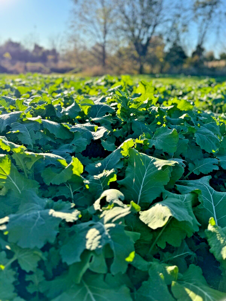 Deer Food Plot Brassica Seeding Mix turnip radish collard kale rape 1/2 ...