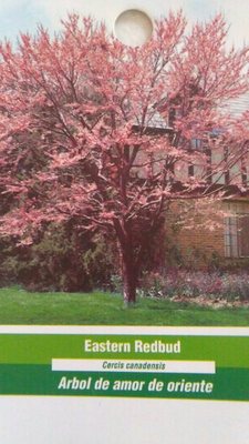 EASTERN REDBUD Flowering 4'-6' Live Tree Beautiful Red Flowers Trees ...
