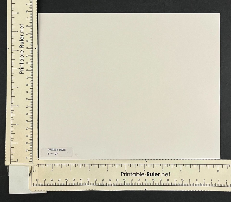 1990s Grizzly Brown Bear Wildflower Field Wildlife Nature Vintage Press ...