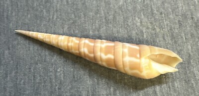 *Terebra dimidiata (Dimidiate Auger) 92mm *read !!! | eBay
