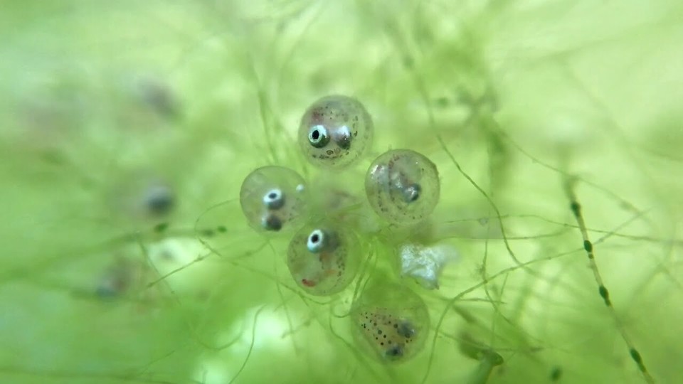 10+ 2 Shuko Gyoku Medaka Japanese Rice Fish Eggs | eBay