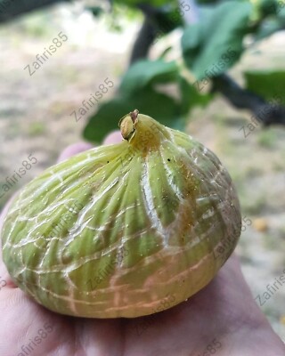 1 x “Kimis” Fig tree plant Greek FIG From CYPRUS Island | eBay