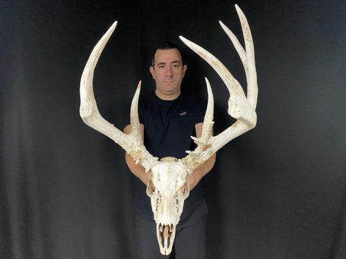 Tall 162” Whitetail Deer Rack Skull Antlers Taxidermy European Mount ...