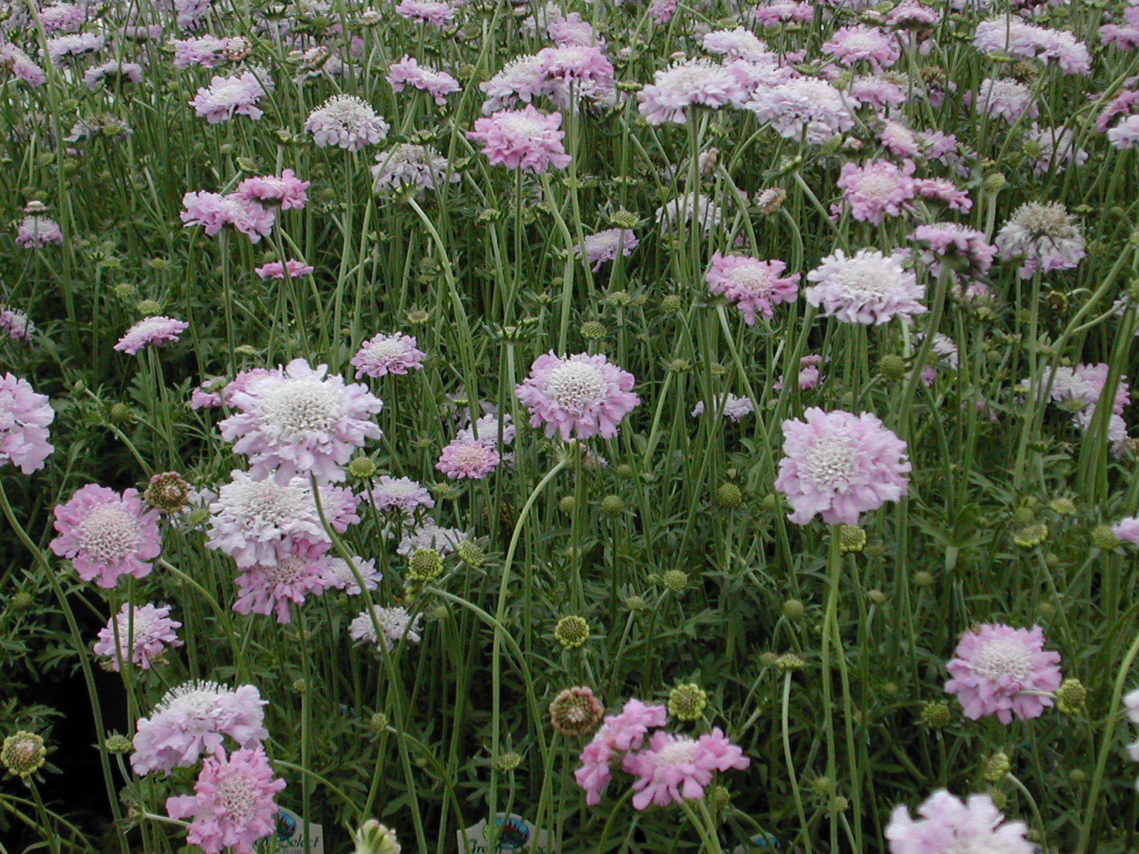 Small Scabious - Scabiosa columbaria - 50 Seeds - Pinhead Flower | eBay UK