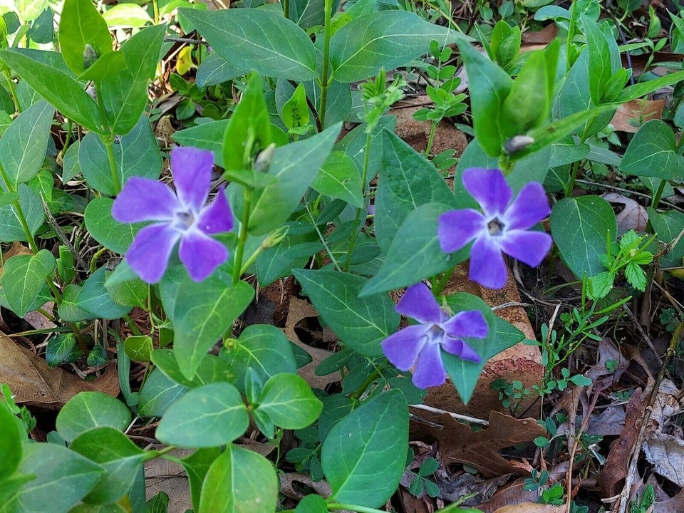 30 Creeping Myrtle Periwinkle Vinca Vines Flowering Plants Ground Cover ...