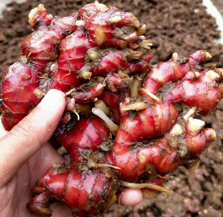 Red Ginger Benefits Turmeric And Ginger: 5 Benefits For Gut Health