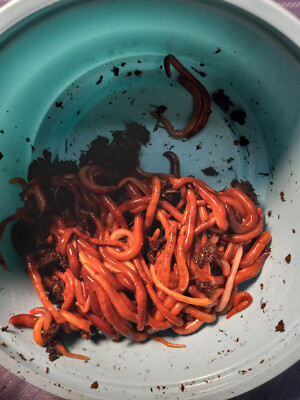 (100 +)Compost Worms / Red Wiggler / Live / Healthy and Ready / FREE ...