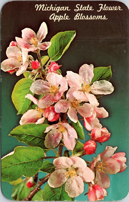 Michigans State Flower Apple Blossom Michigan Apple Blossoms – Lucie