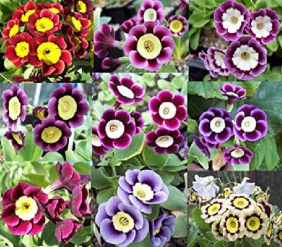 PRIMULA AURICULA SEEDS MIX HYBRID UNUSUAL VIVID BICOLOR PERENNIAL - SOW ...