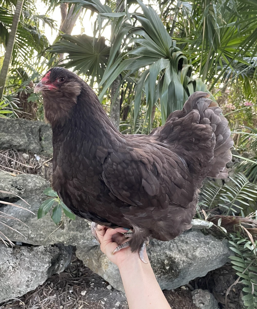 Ameraucana Pullets