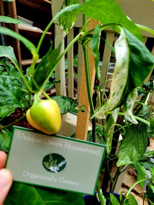 Variegated Baby BELL Pepper Seeds Mini Peppers Unique Creek Homestead ...