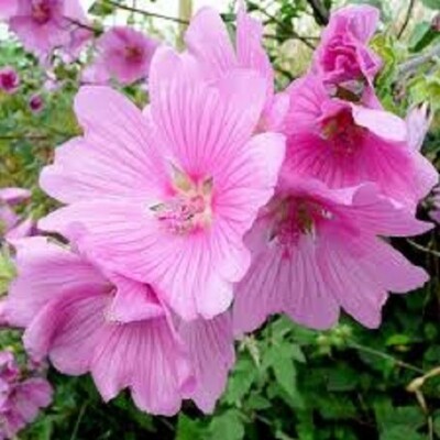 LAVATERA ROSEA SHRUB PLANT PINK FLOWERS TREE MALLOW PLANT 9CM POT HARDY ...