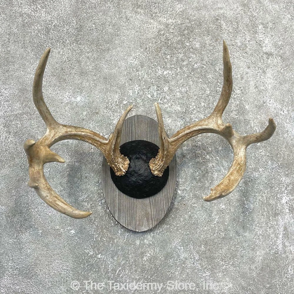 Deer Skull Cap Mount