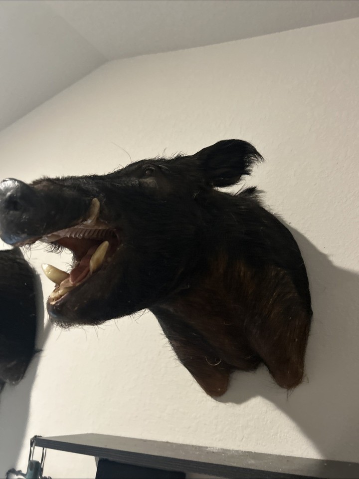 AWESOME Wild Boar Shoulder Mount/ Pig / Hog/Taxidermy/Hunting Lodge ...