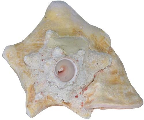 Large Bahama Queen Conch Shell Horn (Pink) - 7-9 inch | eBay