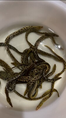 Freshwater Tiger Moray Eels 13-14in Gymnothorax Polyuranodon) Live ...