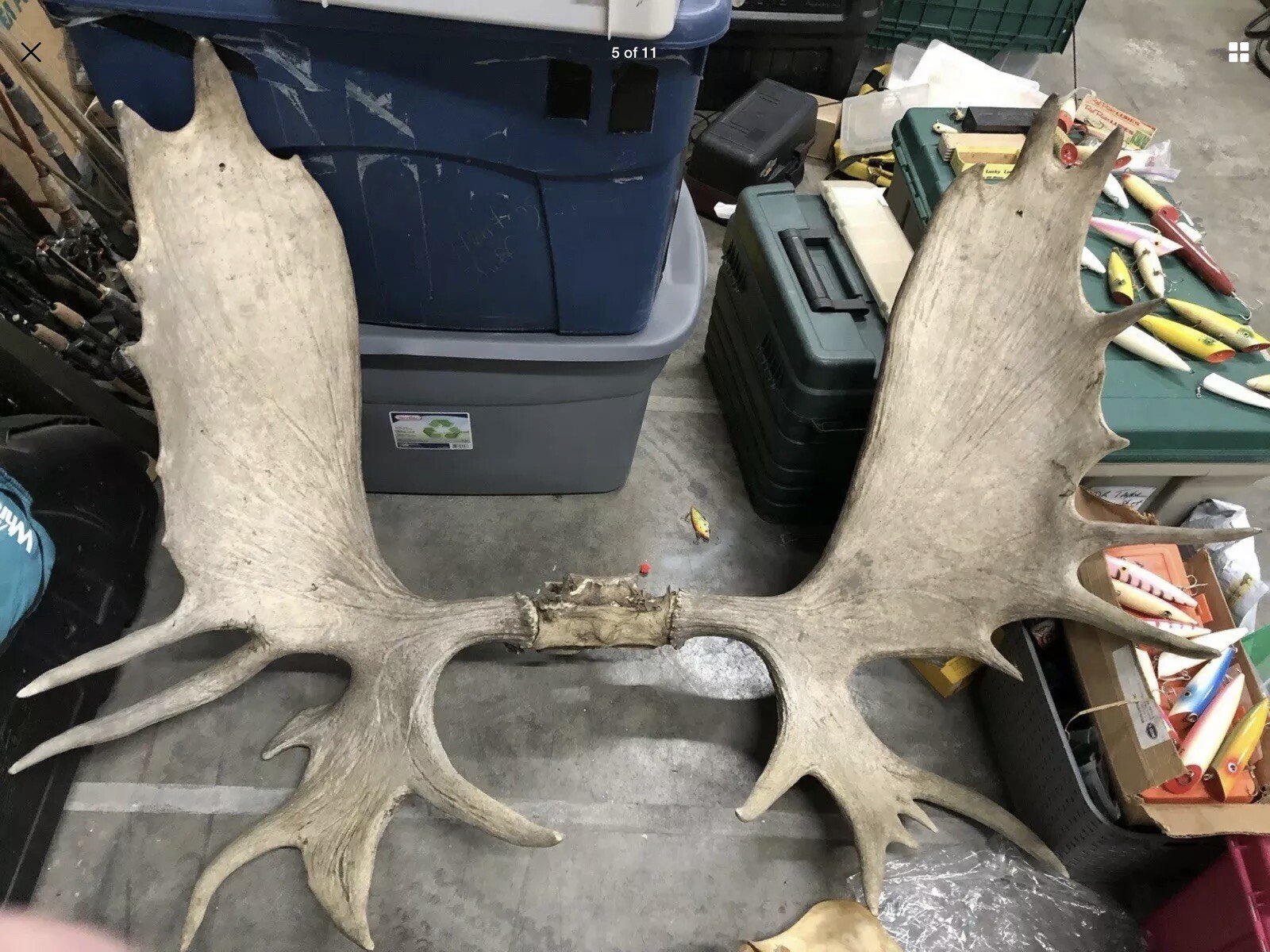 Huge Moose Rack
