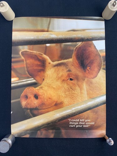 VTG Pig Poster I COULD TELL YOU THINGS THAT WOULD CURL YOUR TAIL 1983 ...