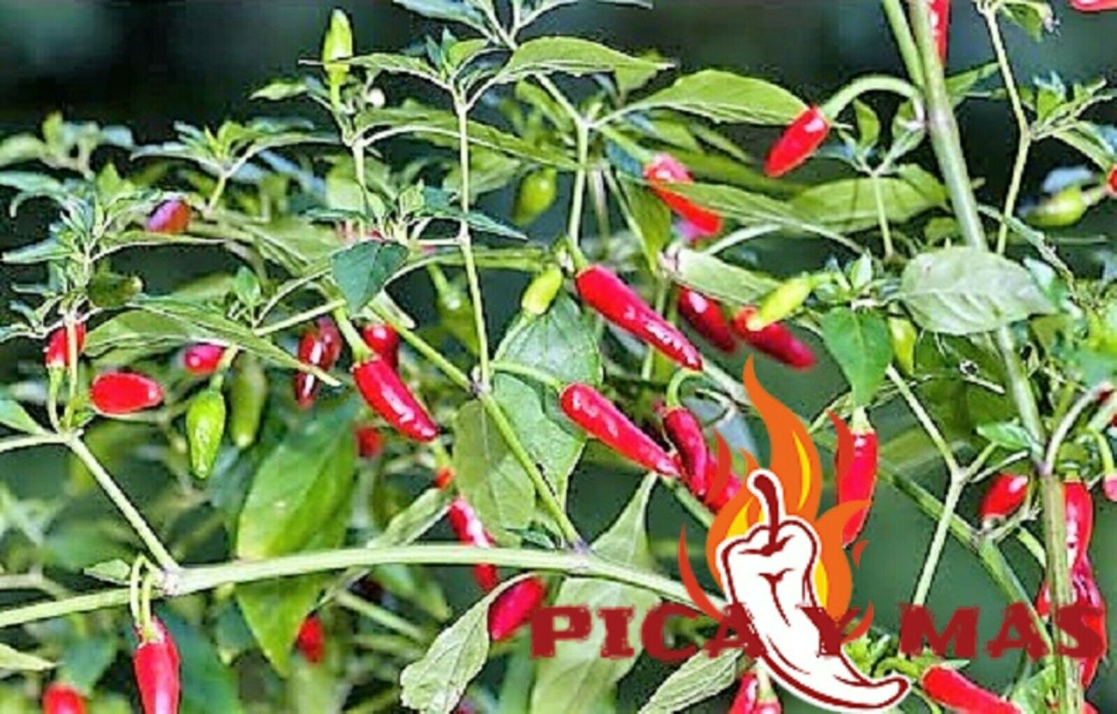 MONKEY PINGUITA PERU CHILI 30 CHILE SEEDS SEEDS CEVICHE PIPI DE MONO | eBay