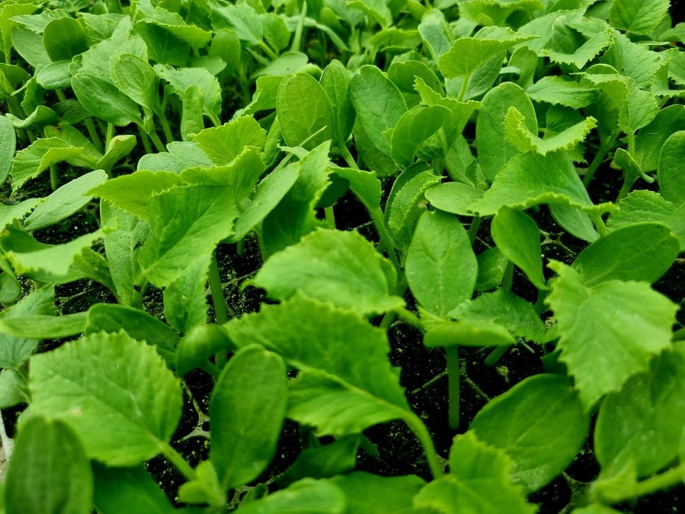 Watermelon Plug Plants Grow Your Own Vegetables Ready to Plant Now ...