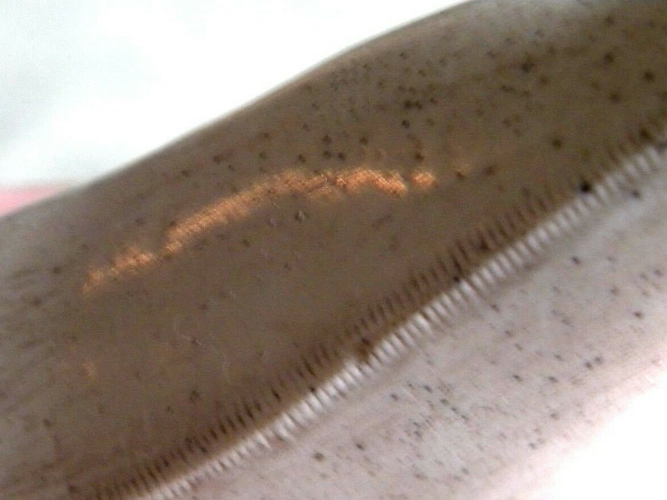 12 INCH LONG TYRANNOSAURUS REX TOOTH REPLICA FOSSIL T-REX DINOSAUR ...