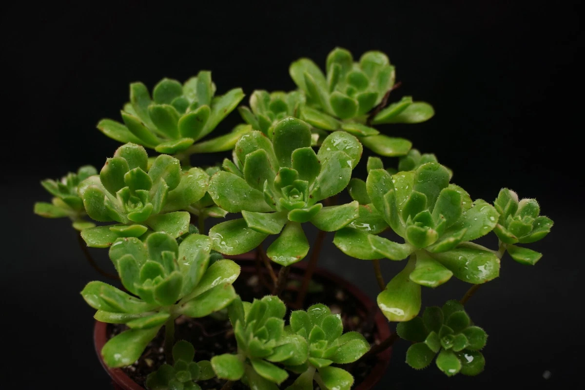Aeonium Suncup