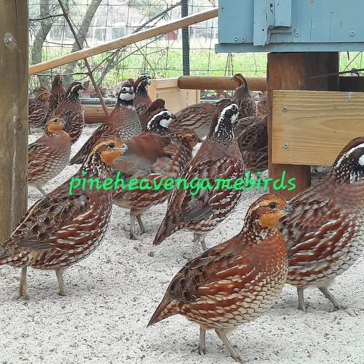 15 Georgia Giant Bobwhite Quail Hatching Eggs | eBay