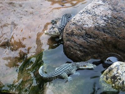 Custom Alligator Miniature Figures (2) for your Modeling / Model Train ...