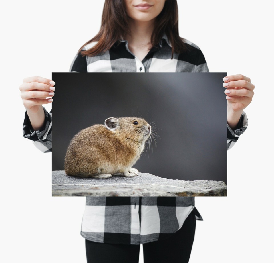 A3| Cute Pika Rabbit Poster Size A3 Yellowstone Wild Nature Poster Gift ...