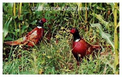 Luverne MN Minnesota Ring-Necked Pheasants Gamebirds Chrome Postcard | eBay