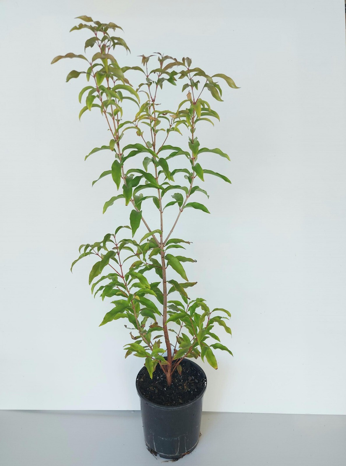 RARE-NATIVE ANISEED MYRTLE PLANT-SYZYGIUM ANISATUM-FRUIT TREE-BUSH ...