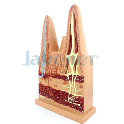 PVC Human Small Intestinal Villi Model Medical Anatomical Models ...