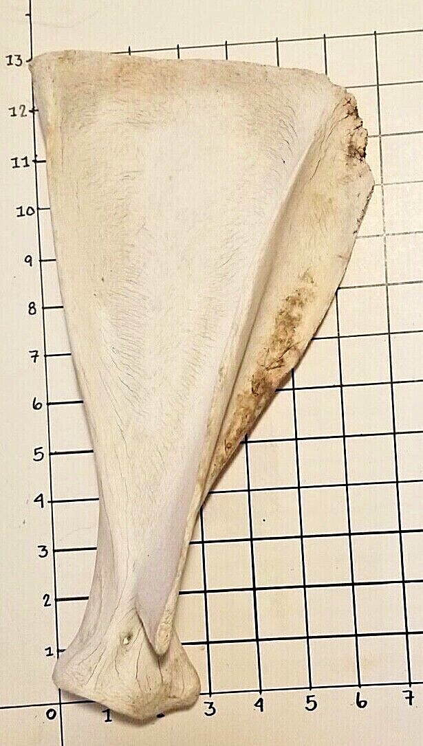 Large Wild Animal Bones - Deer and Elk - Skulls - Rib Cages - Backbone ...