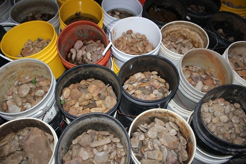 50 5 Gallon Bucket full of Mazon Creek Fossil Unopened Concretions 50 ...