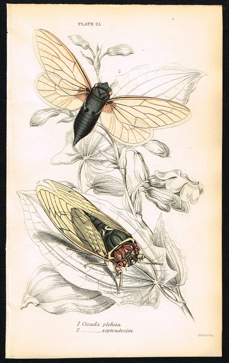 Vintage Cicada Illustration