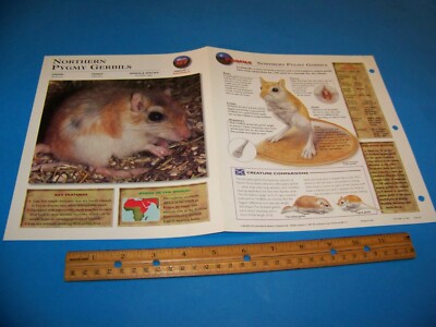 Northern Pygmy Gerbils Photo / Information Page Wildlife Explorer 1998 ...
